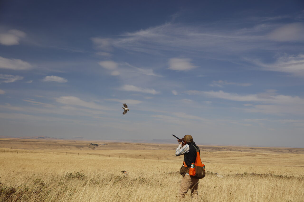 New Episode - On The Ground: A Deep Dive Into Upland Bird Hunting ...