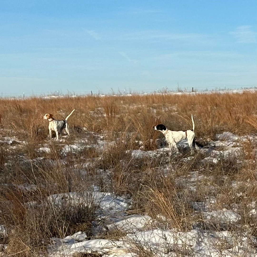 Exploring Upland Bird Hunting: A Comprehensive Guide - Mirr Ranch Group