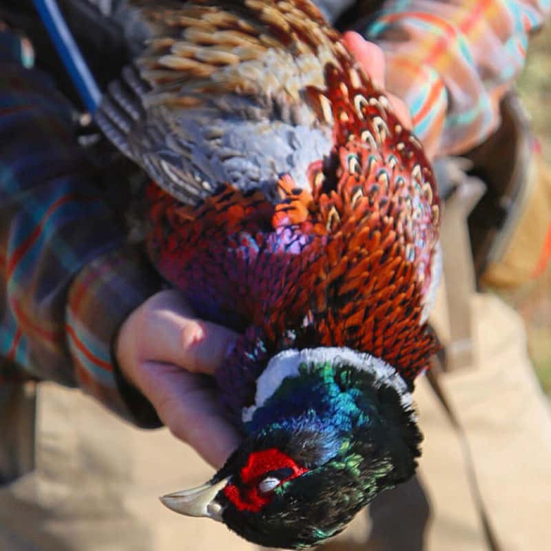Fall Is Upland Time - A Wingshooting Report From Days Afield - Mirr ...